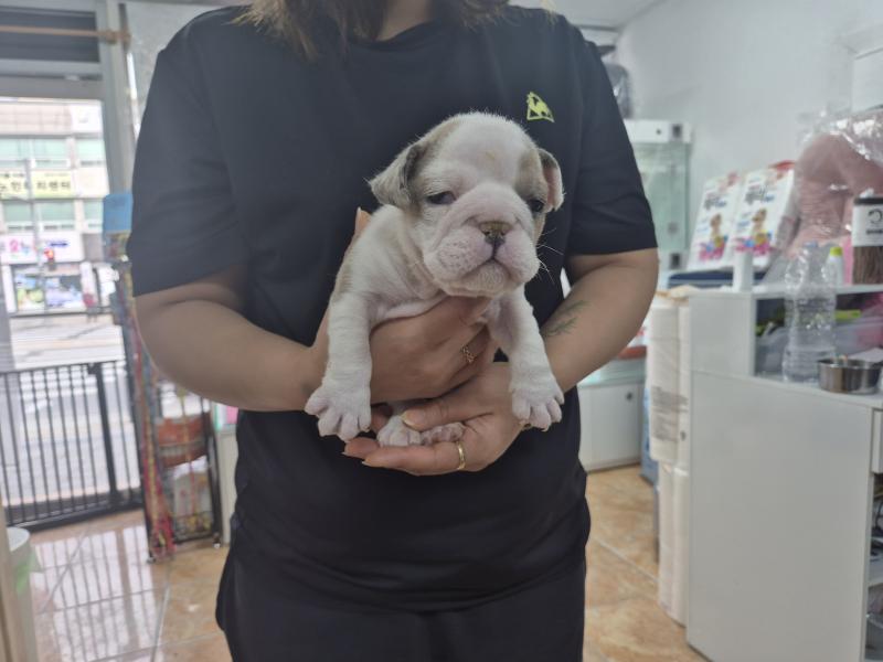 강아지분양애견직거래도그시장 - 애견분양, 애견교배, 분실견찾기, 애견종류, 애완견사진, 일반상식을 제공하는 강아지 직거래 장터 입니다.
